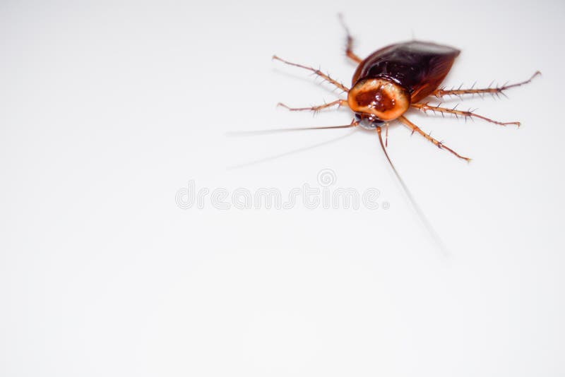 Cockroaches Isolated from White Backgroundcilpping Paths Stock Photo ...