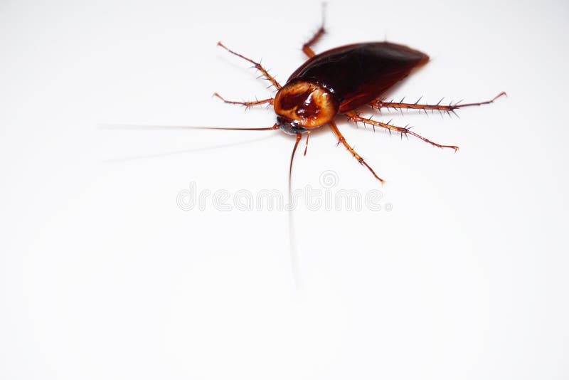 Cockroaches Isolated from White Backgroundcilpping Paths Stock Photo ...
