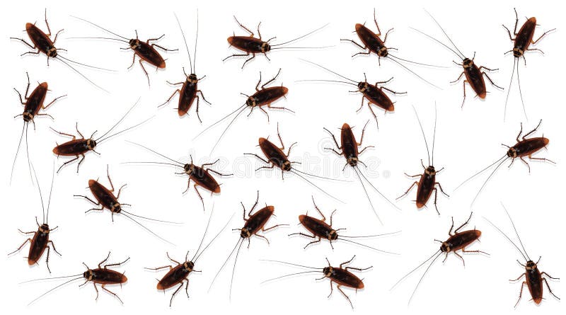 The Patterns of Cockroaches on a White Background Stock Image - Image ...