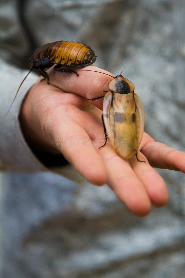 Cockroaches stock image. Image of giant, hand, madagascan - 50262275