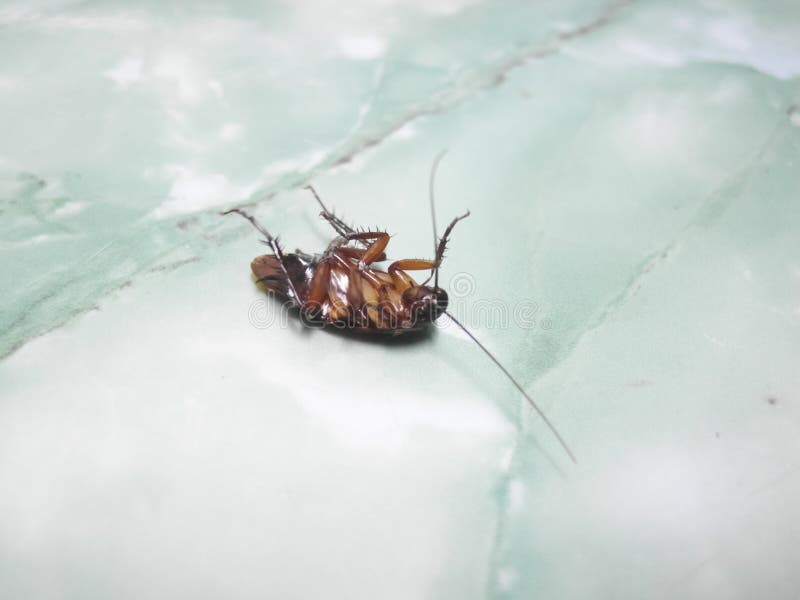 Cockroaches stock photo. Image of death, horror, infestation - 213783858