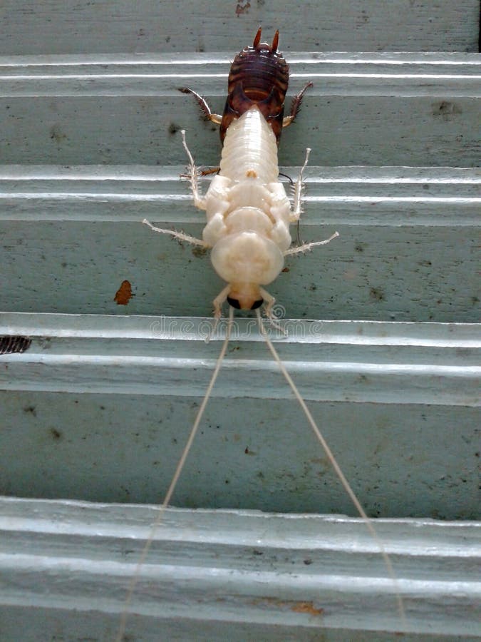 New Cockroach Molting is Still White Stock Image - Image of creature ...