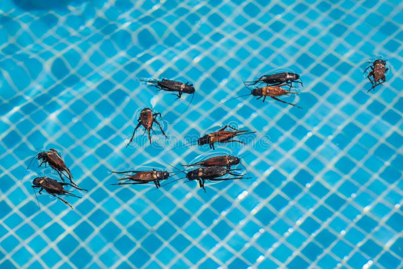 Cockroaches are Swimming in the Pool. Stock Photo - Image of outdoor ...