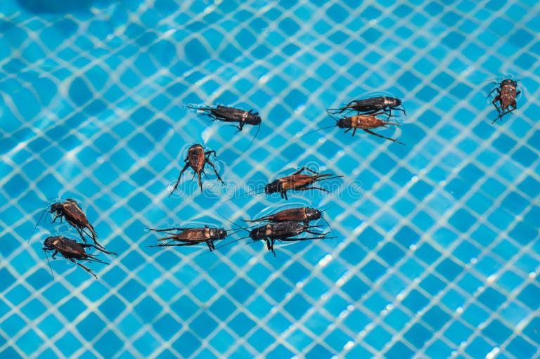 Cockroaches are Swimming in the Pool. Stock Photo - Image of outdoor ...