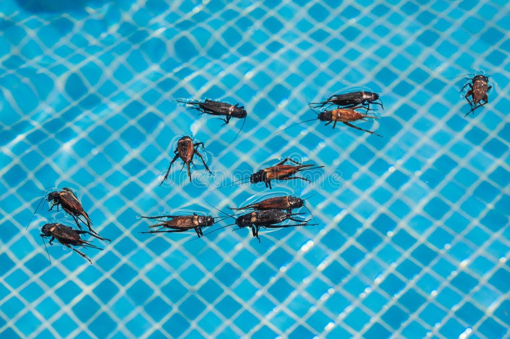 Cockroaches are Swimming in the Pool. Stock Photo - Image of outdoor ...