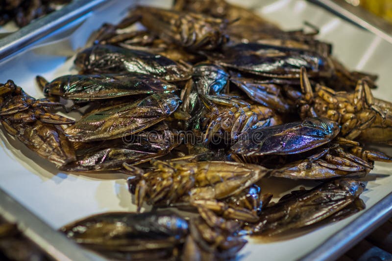 369 Cockroach Thai Stock Photos - Free & Royalty-Free Stock Photos from ...