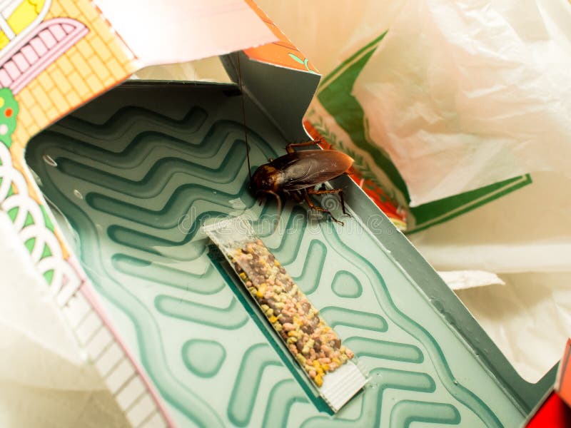 Cockroaches Trapped Trap Boxes Trapped Cockroaches in the Kitchen ...