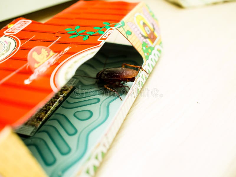 Cockroaches Trapped Trap Boxes Trapped Cockroaches in the Kitchen ...