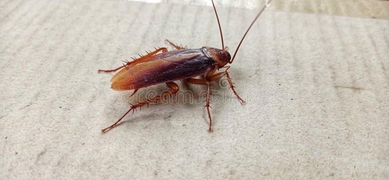 Cockroaches Walking on Brown Ground. Stock Image - Image of beetle ...
