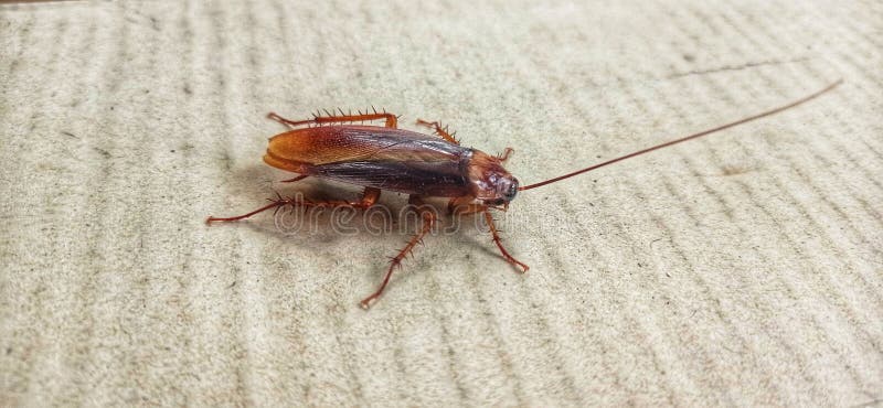 Cockroaches Walking on Brown Ground. Stock Photo - Image of animal ...