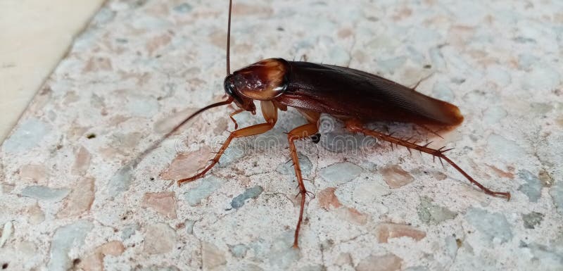 Cockroaches are Walking on the Cement Floor. Stock Photo - Image of ...