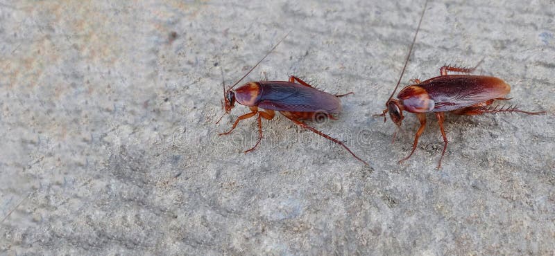 Cockroaches Walking on the Ground. Stock Photo - Image of spider ...