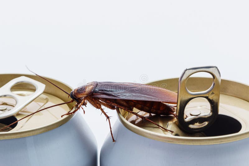 Cockroaches White Beverage Cans Stock Image - Image of infestation ...