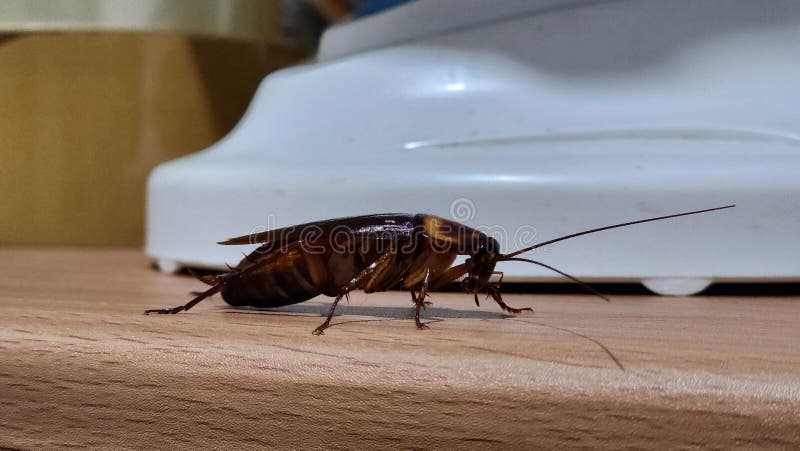 Fried Wasp Stock Photos - Free & Royalty-Free Stock Photos from Dreamstime