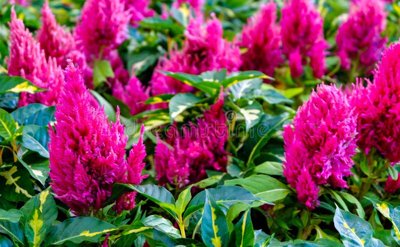 Cockscomb image stock. Image du coloré, beau, flore - 102773609