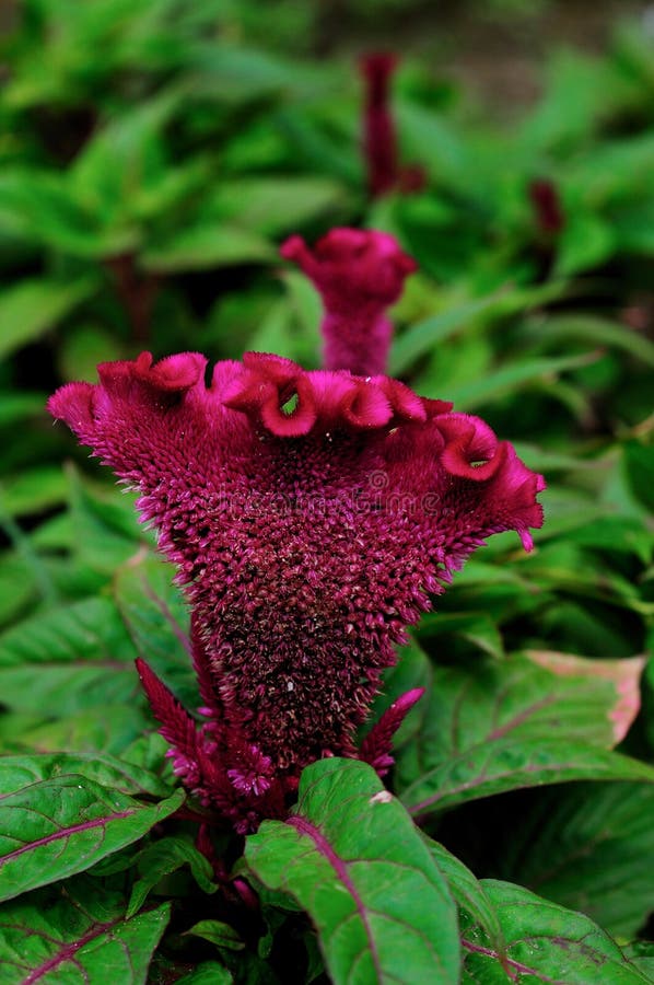 Brilliant Red Cockscomb Plant Stock Image - Image of celosia, bushy ...