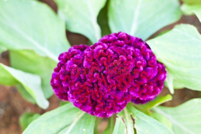 Cockscomb. stock photo. Image of bloom, detail, flora - 28533626