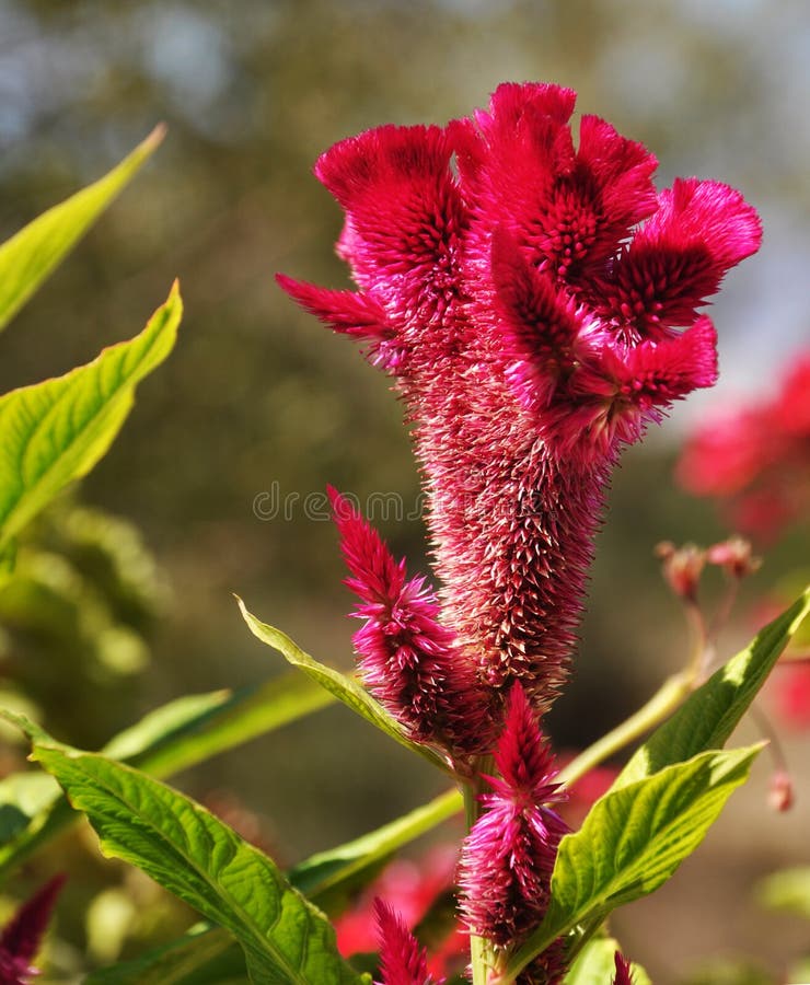 Cockscomb stock image. Image of fresh, nature, plumed - 28945493