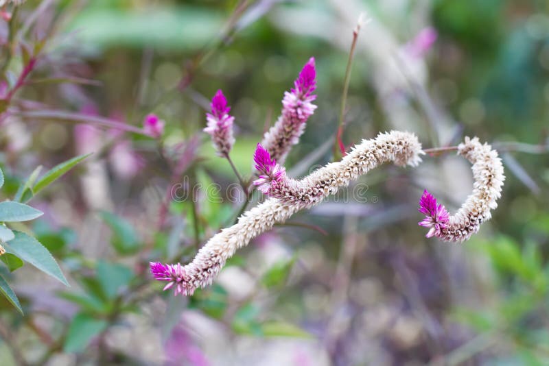 Cockscomb stock photo. Image of clear, gardening, freshness - 29442210