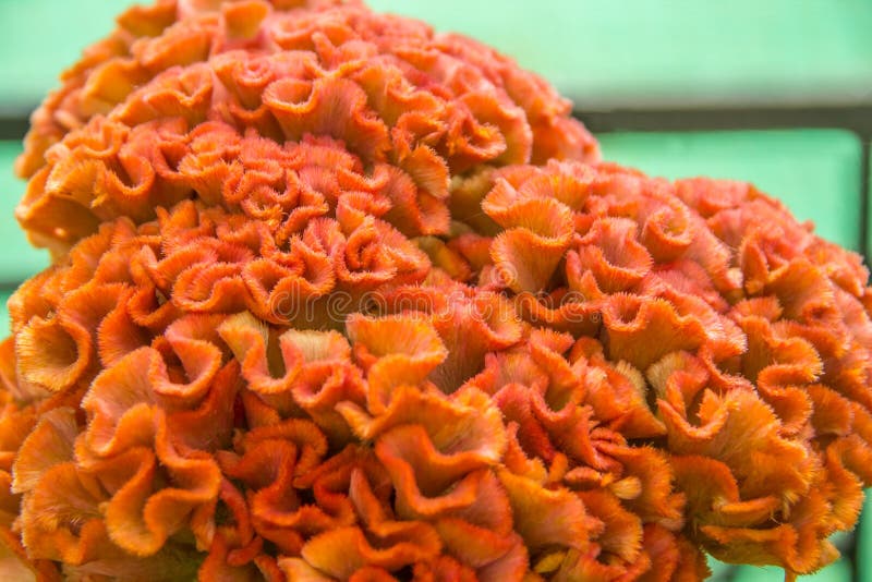 Cockscomb stock image. Image of backgrounds, flowers - 37595521