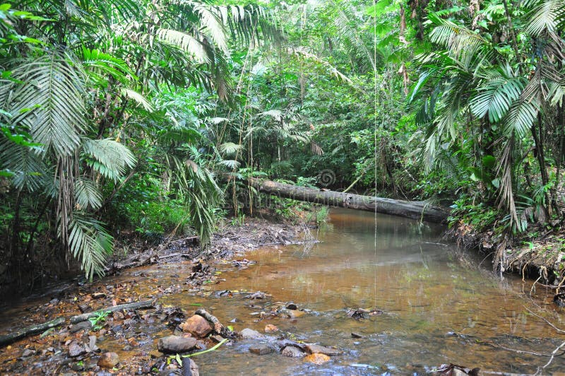 The Cockscomb Basin Wildlife Sanctuary in Belize Stock Image - Image of ...