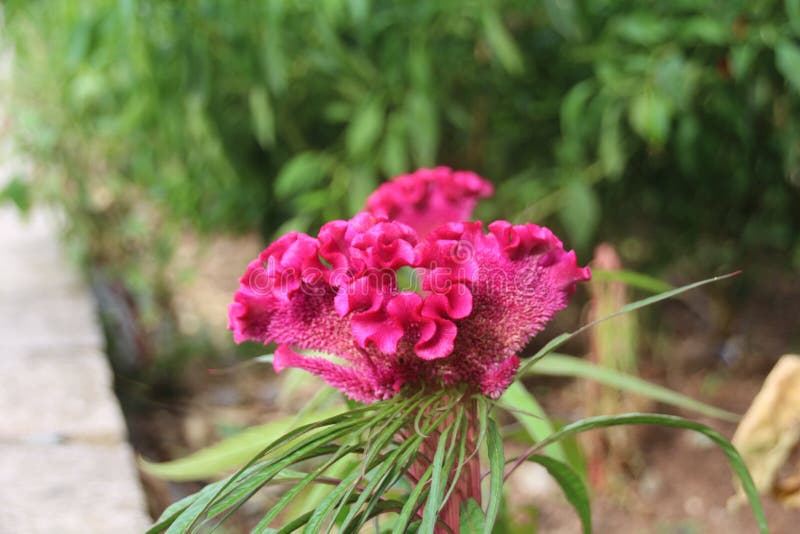 Purple Cockscomb Flowers--vertical Stock Photo - Image of background ...
