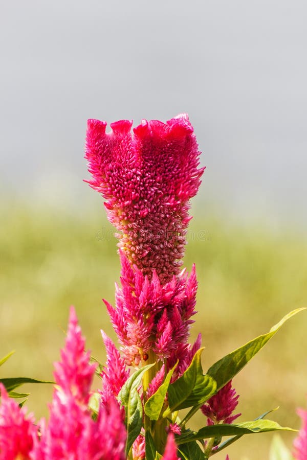 Cockscomb stock image. Image of nature, cockscomb, tropical - 134928083