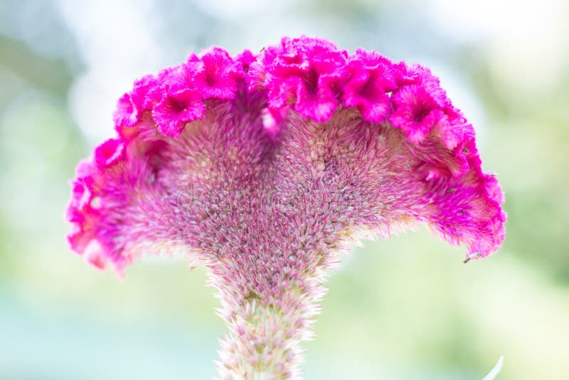 Cockscomb, big pink flower stock image. Image of curly - 97963147