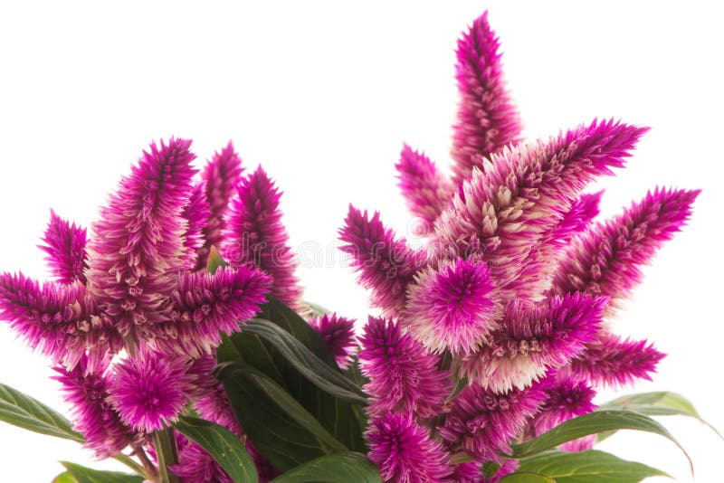 Cockscomb Celosia Spicata Plant Stock Image - Image of vibrant, leaf ...
