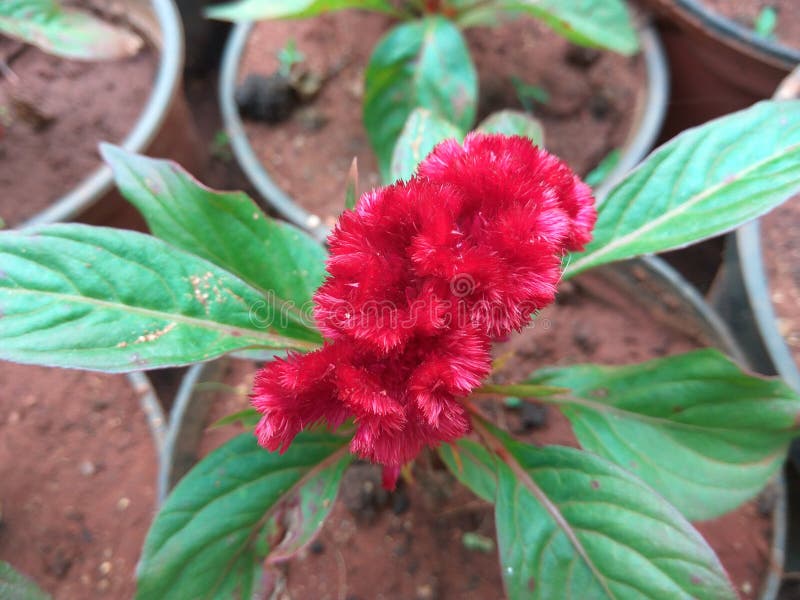 Cockscomb or Celosia Argentea Stock Image - Image of garden, seeds ...