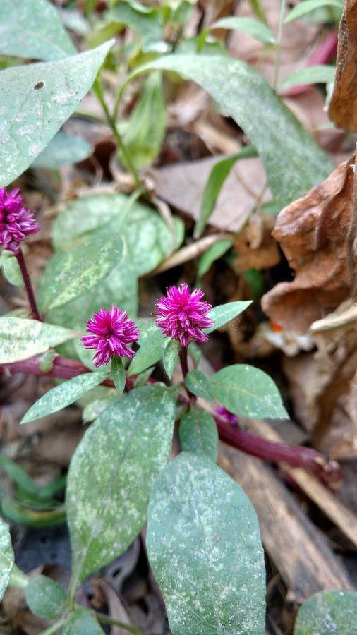 Cockscomb, Chinese Wool Flower, Celosia Argentea Stock Image - Image of ...