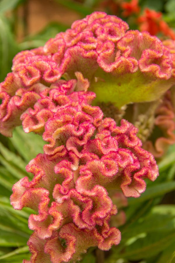 Celosia Cockscomb Plant stock image. Image of floral - 34027781