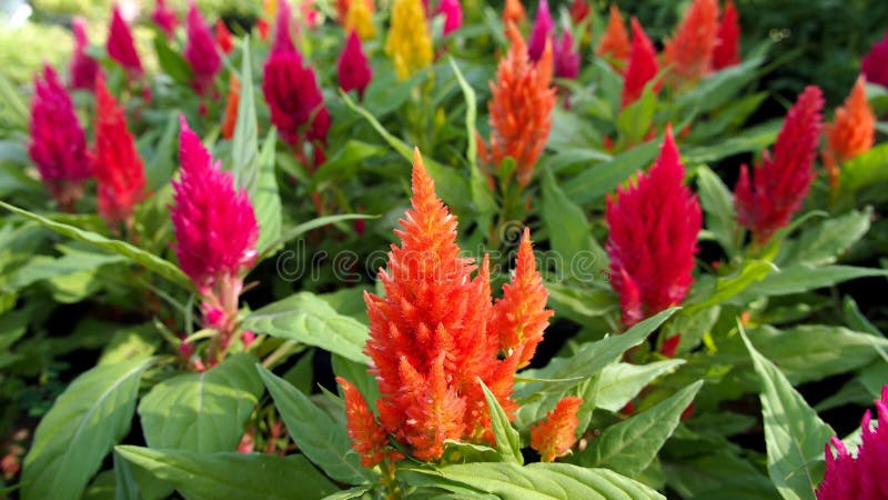 Cockscomb Colors Flower stock photo. Image of green, bouquet - 78452438