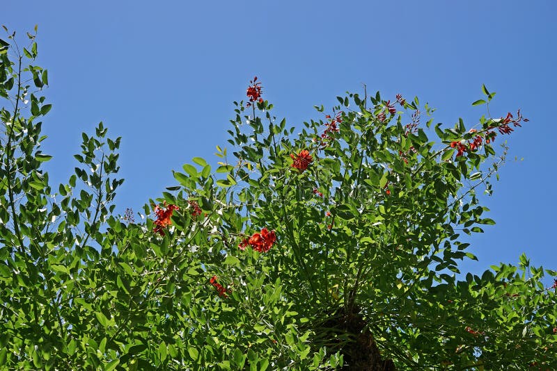 Cockscomb Coral Tree Eller Cuspur Coral Tree Arkivfoto - Bild av ...