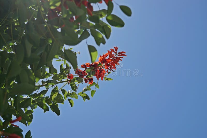 Cockscomb Coral Tree Eller Cuspur Coral Tree Arkivfoto - Bild av ...