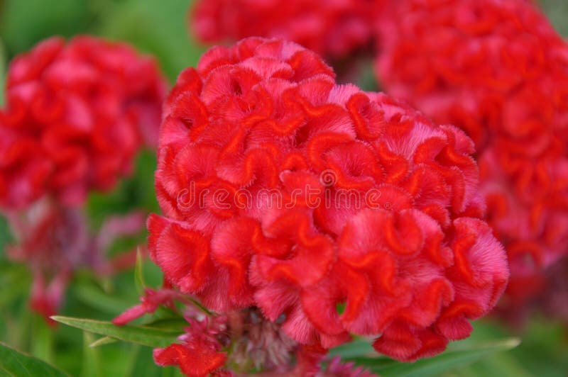 Cockscomb Flower (Celosia Cristata) Stock Image - Image of cristata ...