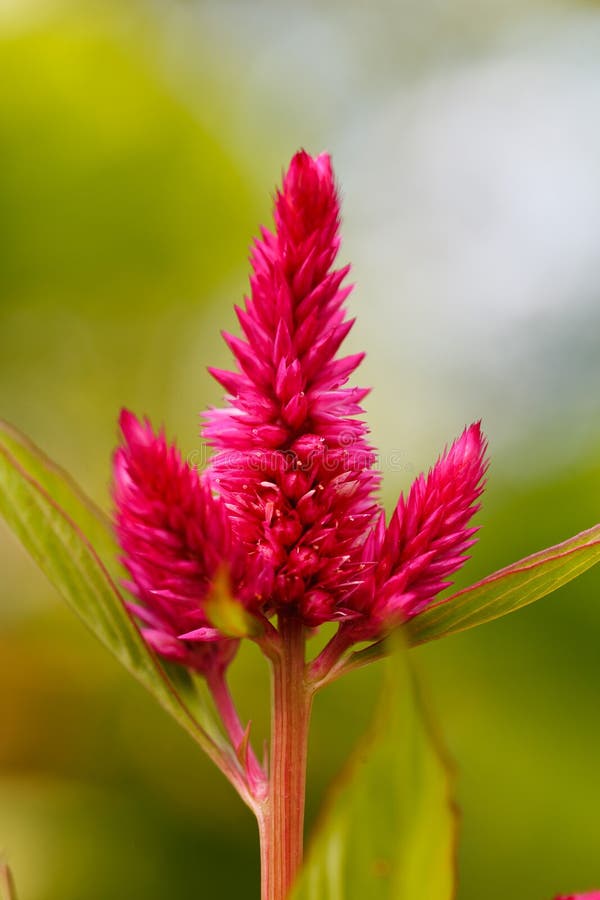 Cockscomb Flower (Celosia Cristata) Stock Image - Image of cristata ...