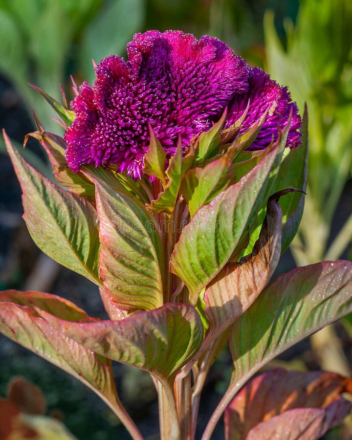 Cockscomb Flower, Celosia Cristata in the Garden Stock Image - Image of ...