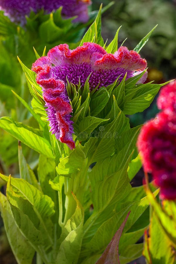 Cockscomb Flower, Celosia Cristata in the Garden Stock Photo - Image of ...