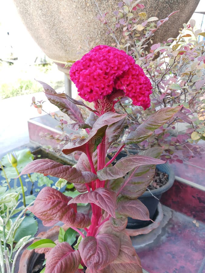 Cockscomb flower stock photo. Image of cockscomb, grow - 130154908