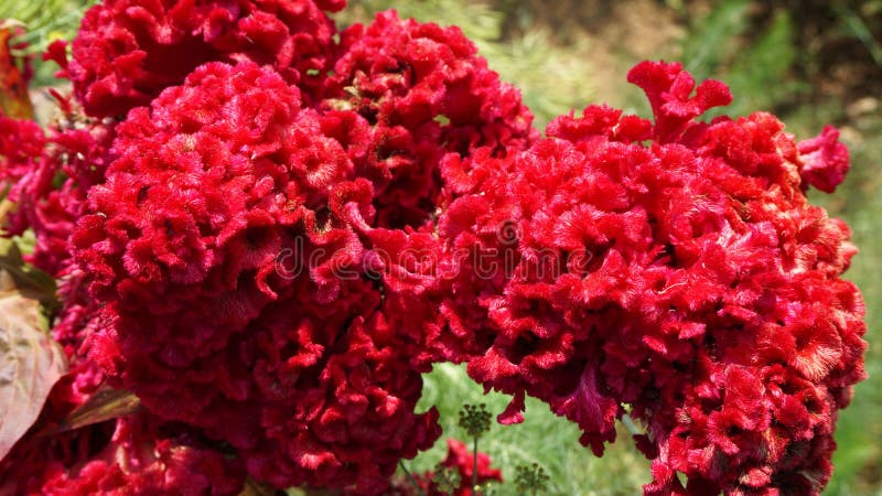 Cockscomb flower stock image. Image of bloom, natural - 67135773