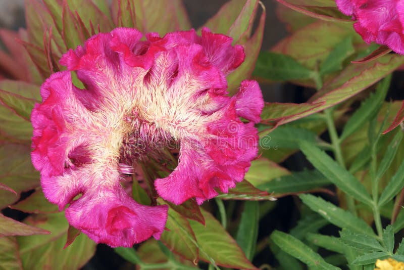 Cockscomb Flower stock photo. Image of blooming, close - 33139356