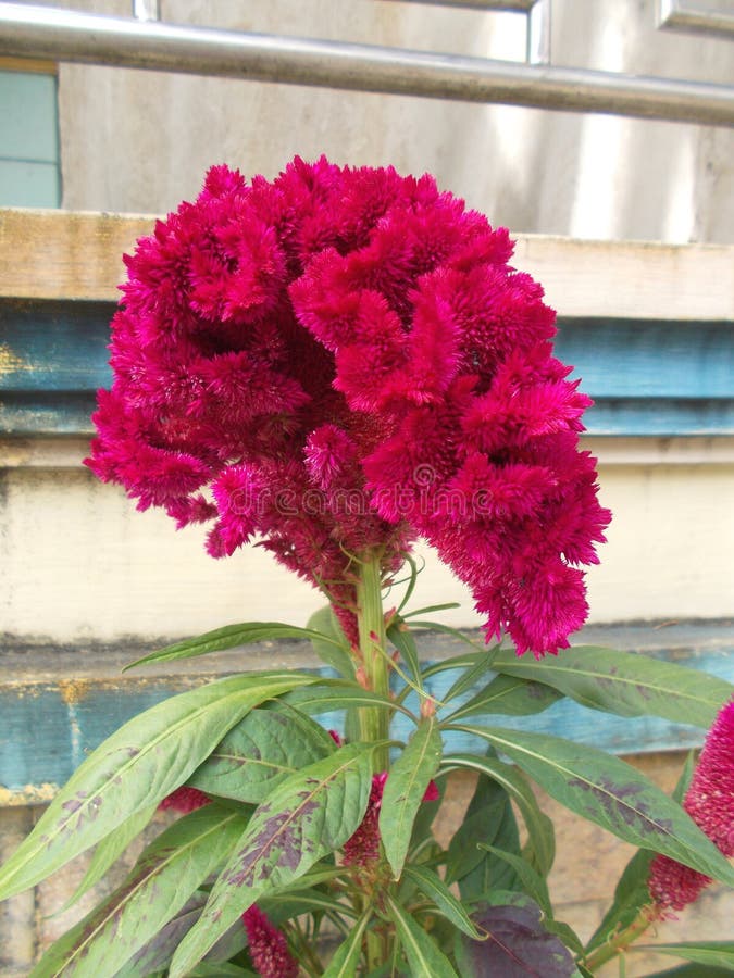 Cockscomb flower stock photo. Image of flower, bloom - 98918996