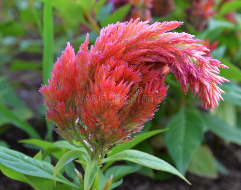 Cockscomb flower stock photo. Image of pretty, colorful - 66396070