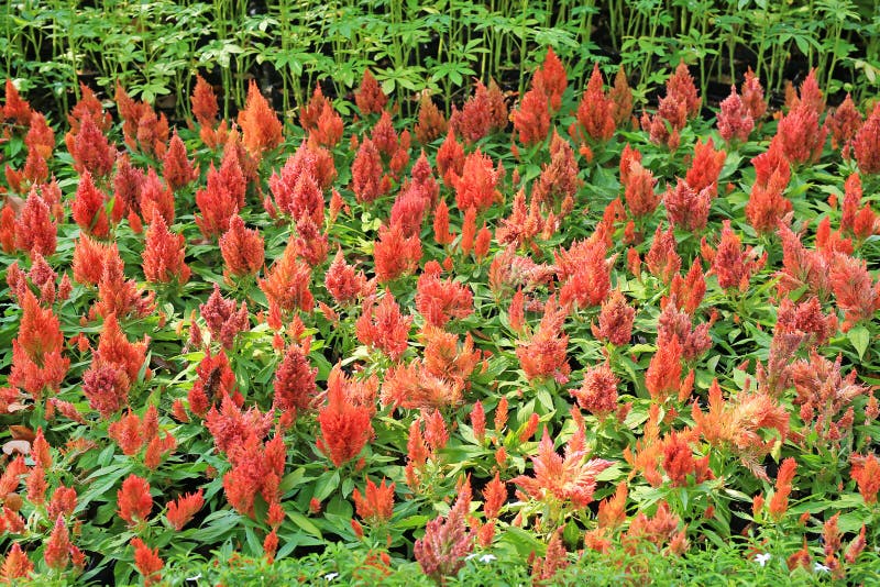 Cockscomb flower stock photo. Image of beauty, closeup - 98918996