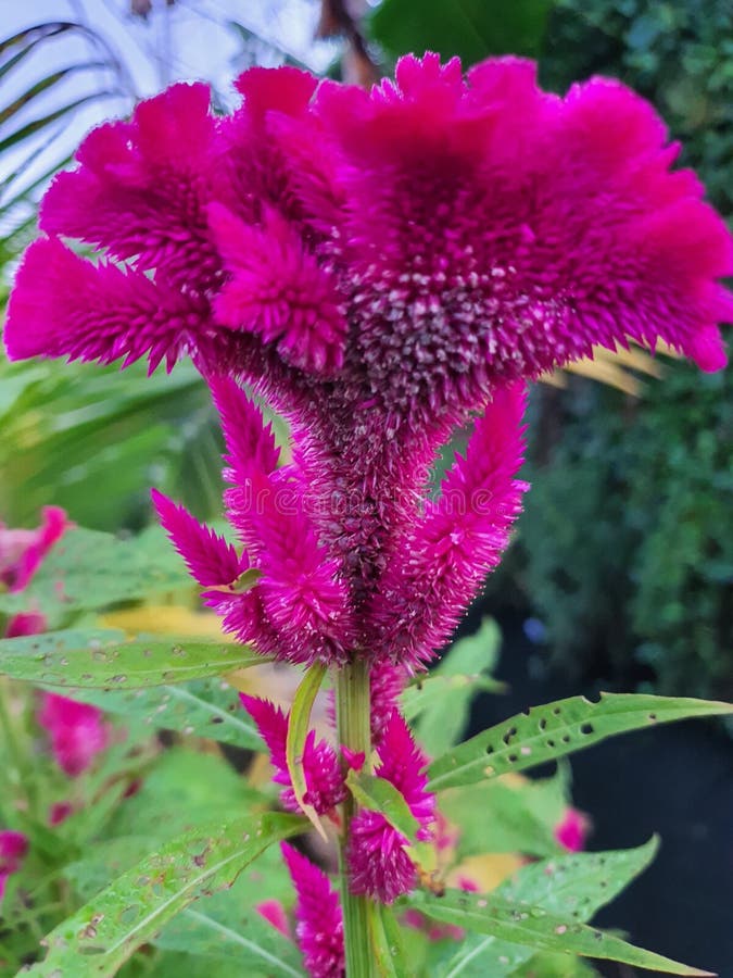 Cockscomb flower stock photo. Image of yellow, plant - 17774394