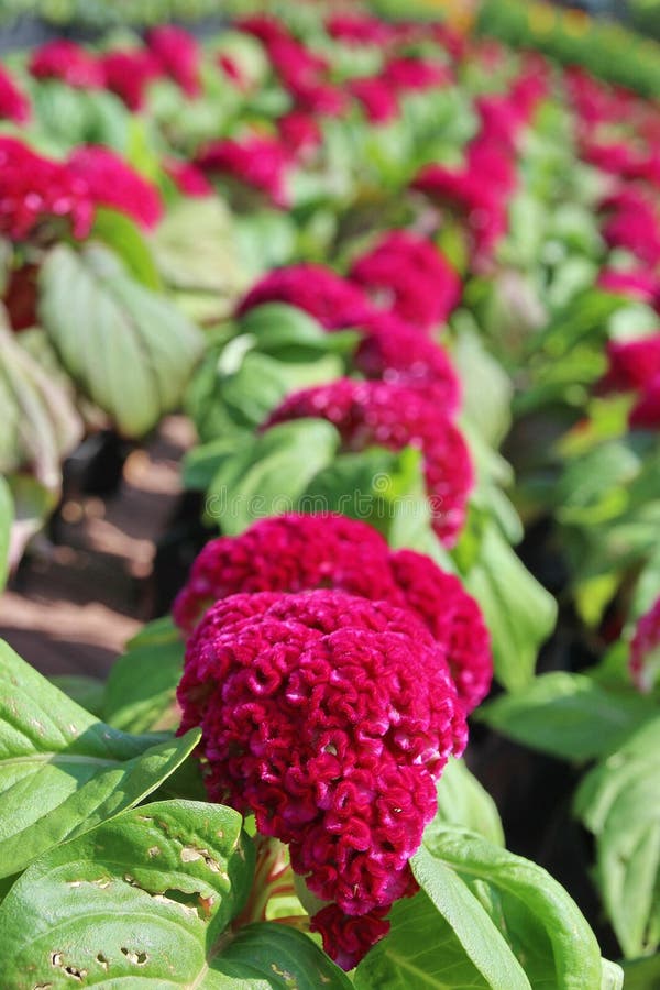 Cockscomb flower stock image. Image of colors, background - 35983769