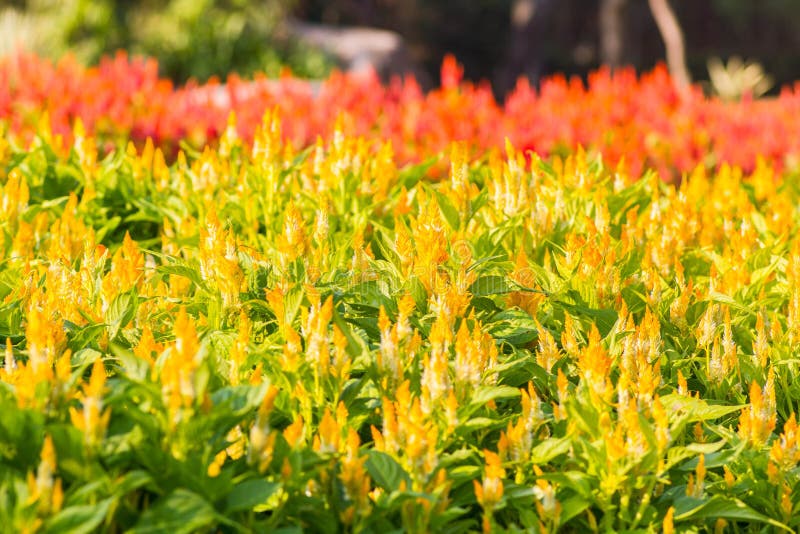 Cockscomb flower stock image. Image of pale, floral, celosia - 36806231