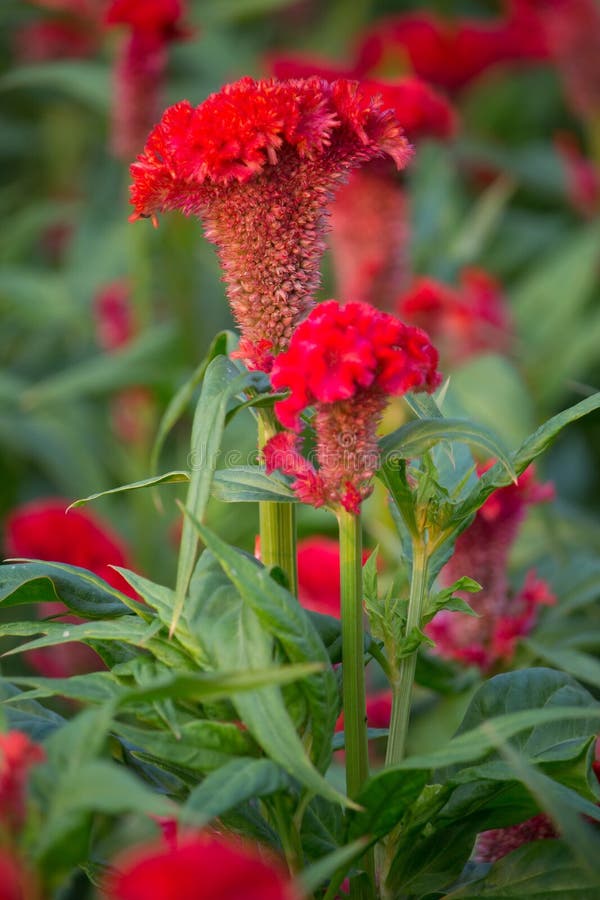 Cockscomb Flower in the Garden Stock Image - Image of beautiful ...