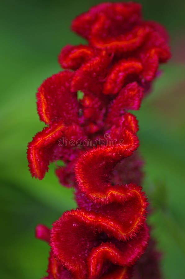 Cockscomb flower stock image. Image of botany, floral - 44312493